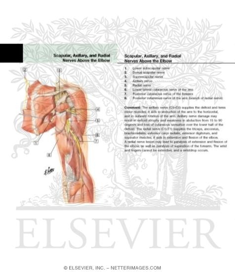 Scapular, Axillary and Radial Nerves