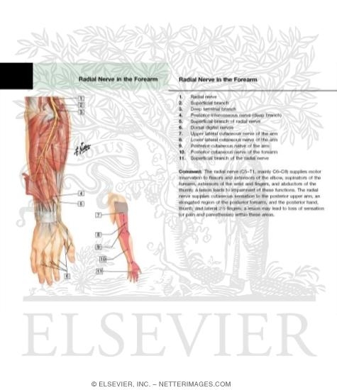 Radial Nerve in Forearm