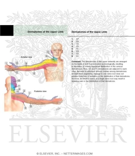 Dermal Segmentation of Upper Limb