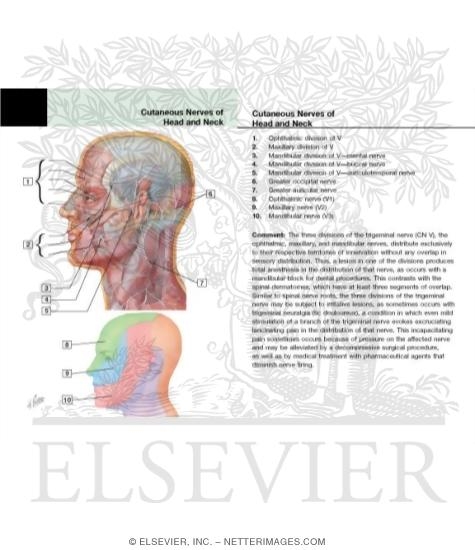 Cutaneous Nerves of Head and Neck
