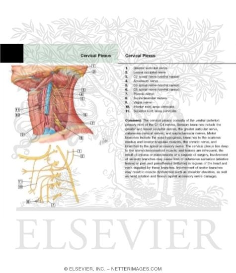 Cervical Plexus In Situ Nerves of the Upper Extremity: Cervical Plexus
