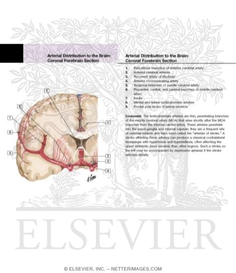 Frontal Section of Brain
