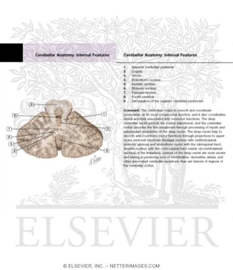 Interior of Cerebellum