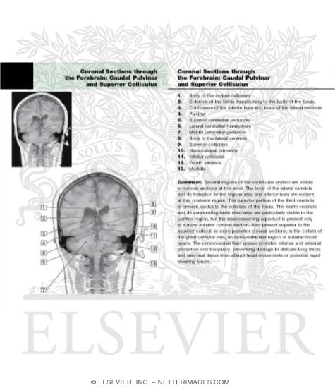 Coronal Sections Through the Forebrain: Level 9 - Caudal Pulvinar and ...