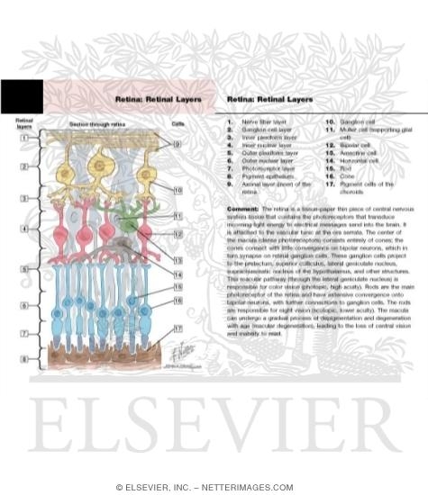 The Retina: Retinal Layers