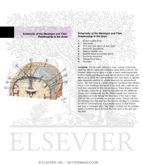 Schematic of the Meninges and Their Relationship to the Brain