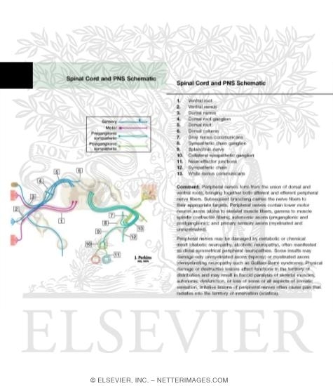 Schematic of the Spinal Cord with Sensory, Motor, and Autonomic ...