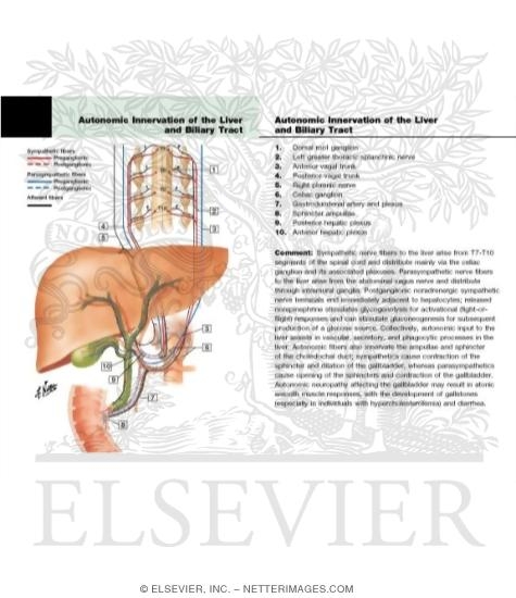 Innervation of the Liver and the Biliary Tract