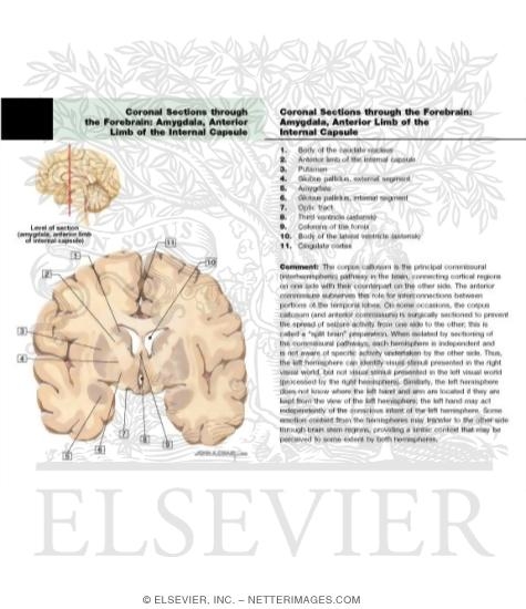 Coronal Sections Through the Forebrain: Amygdala, Anterior Limb of ...