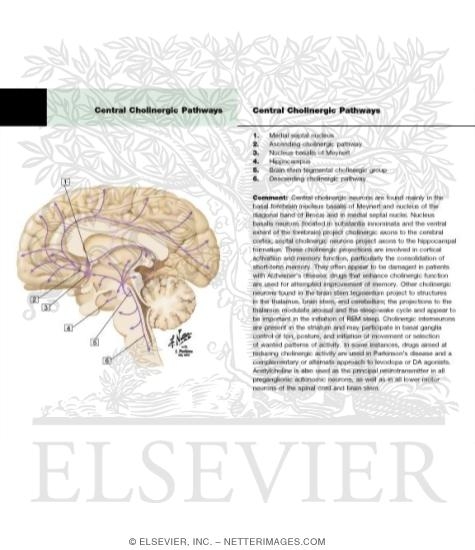 Central Cholinergic Pathways