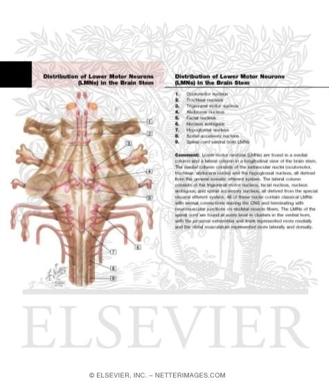 Lower Motor Neuron Distribution in the Spinal Cord and the Brain Stem
