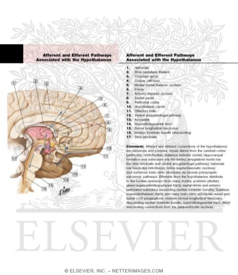 Afferent and Efferent Pathways Associated with the Hypothalamus