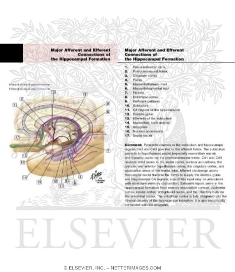 Major Afferent and Efferent Connections of the Hippocampal Formation ...