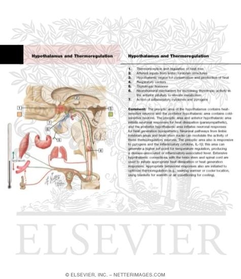 The Hypothalamus and Thermoregulation