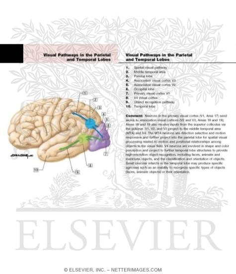 Visual Pathways In Parietal and Temporal Lobes