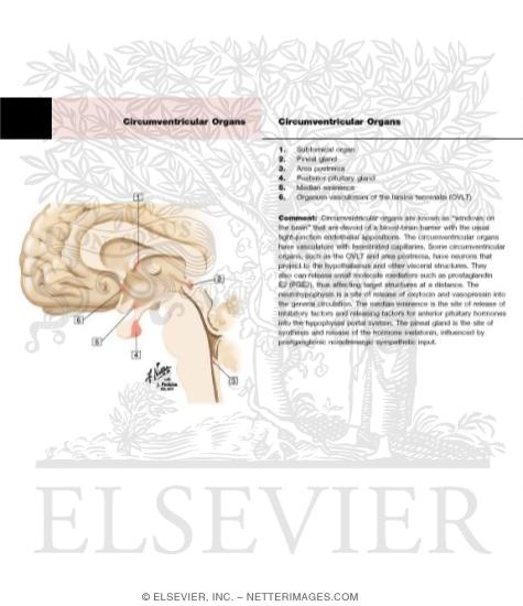 circumventricular organs