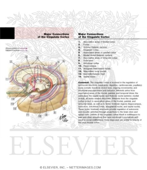 Major Limbic Forebrain Structures