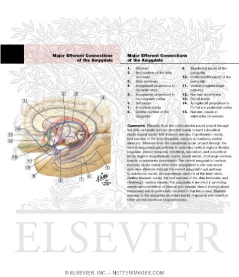 Major Afferent and Efferent Connections of the Hippocampal Formation ...