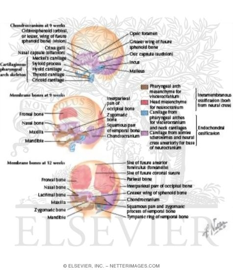 Early Development of Skull