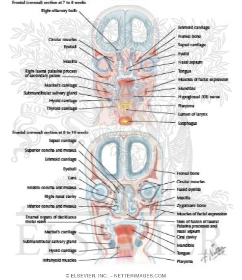 Developmental Coronal Sections