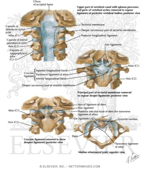 Internal Craniocervical Ligaments