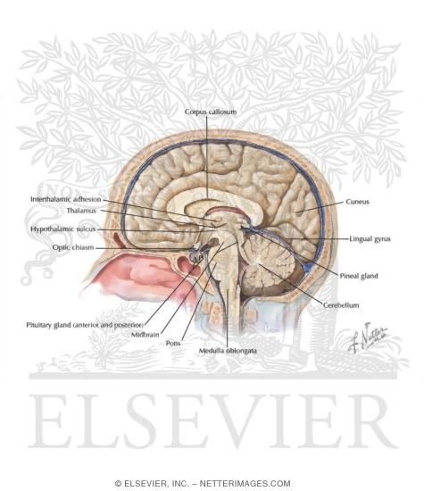 Medial Surface of the Brain: Brodmann Areas