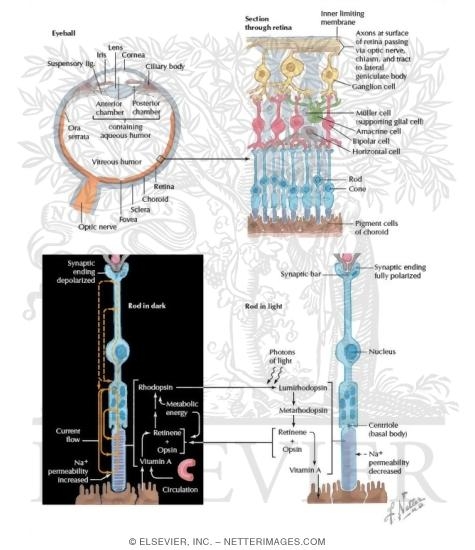 Visual Receptors