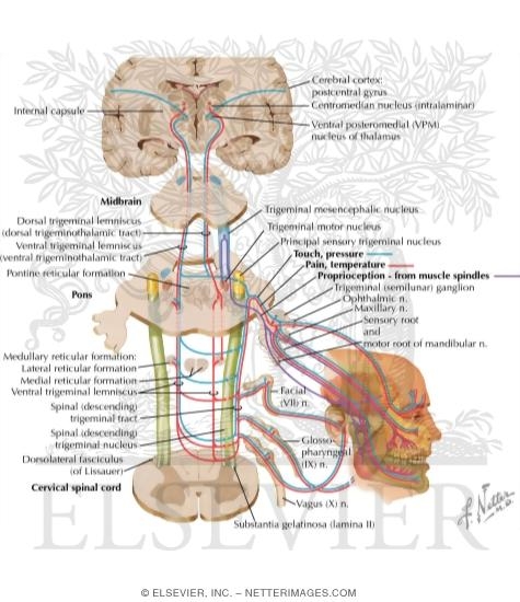 trigeminal lemniscus system