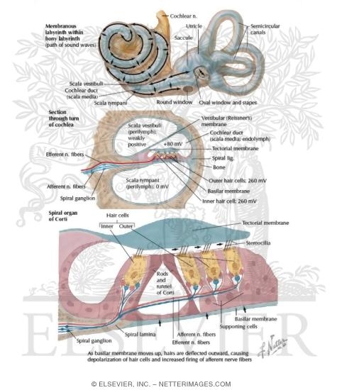 Cochlear Receptors