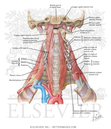prevertebral muscles function
