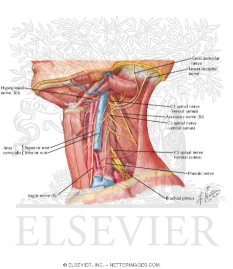 cervical plexus netter