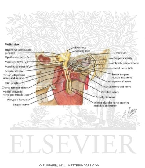 Applied Anatomy Of Mandibular Nerve