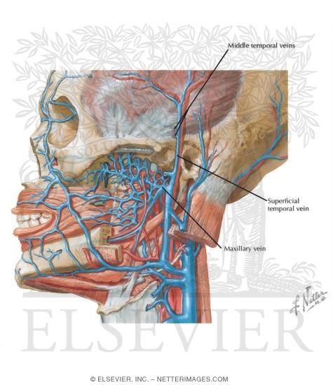 Vascular Supply of the Face: Venous Drainage