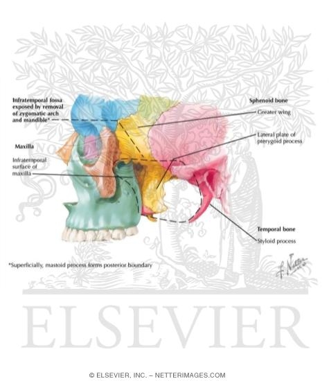 Contents of the Infratemporal Fossa