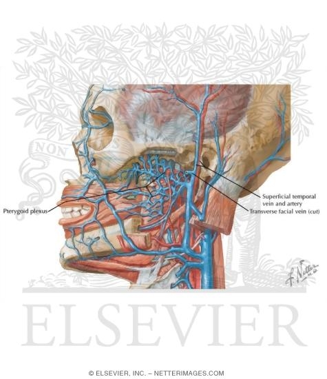 Vascular Supply of the Face: Venous Drainage