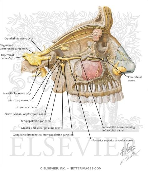 Opthalmic (V1) and Maxillary (V2) Nerves