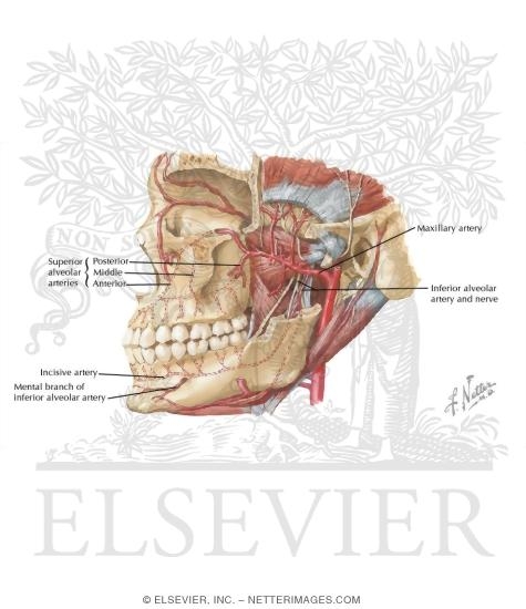 mental artery origin