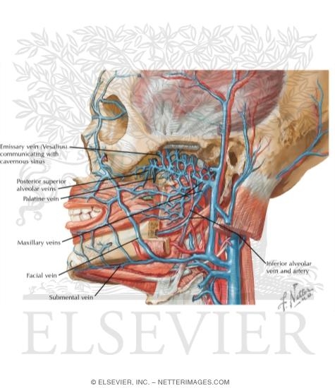 Vascular Supply of the Face: Venous Drainage