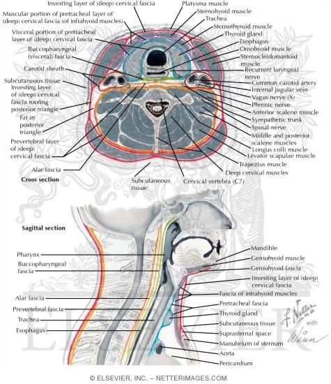Fascial Layers of Neck