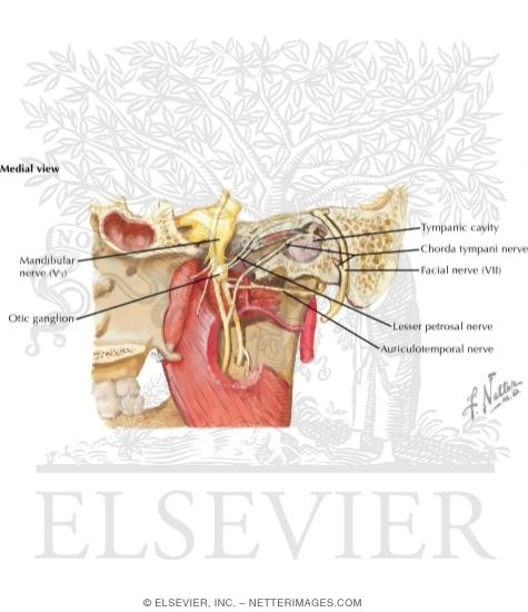 Mandibular Nerve