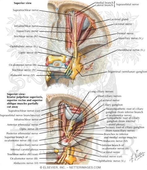 frontal nerve eye