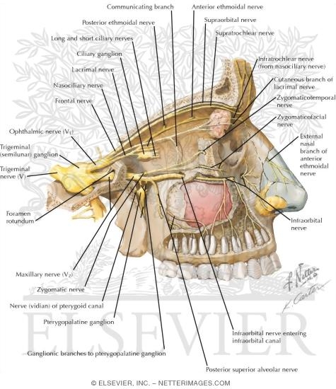 Opthalmic (V1) and Maxillary (V2) Nerves