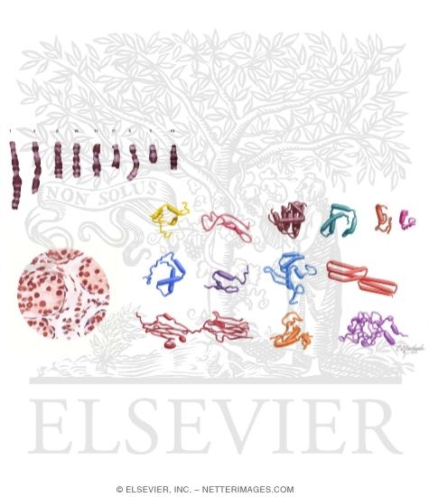 Sex Determination Genes And Chromosomes
