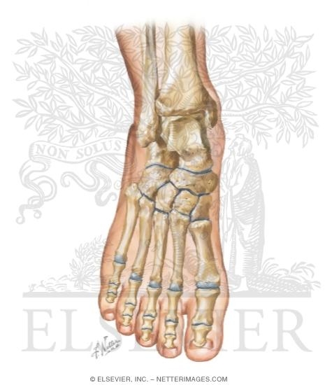 Cross Section Reference Ankle: Sagittal