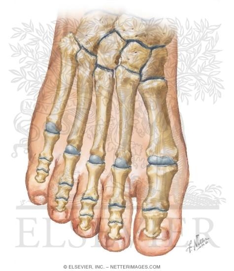 Cross Section Reference Foot and Toes: Sagittal