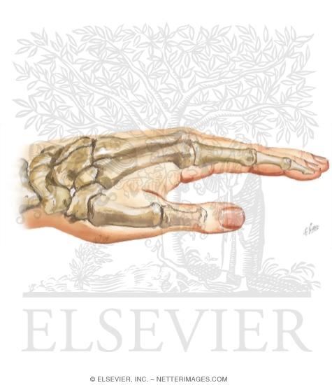 Cross Section Reference Hand: Coronal