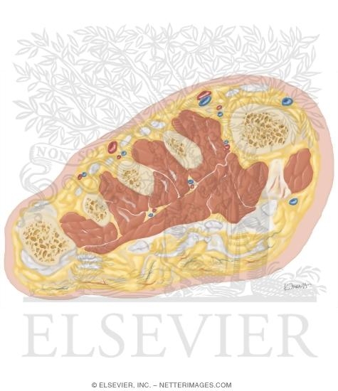 Cross Section of the Ankle and Foot: Coronal View
