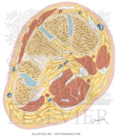 Cross Section of the Ankle and Foot: Coronal View