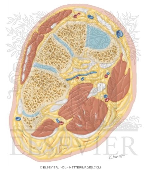 Cross Section of the Ankle and Foot: Coronal View