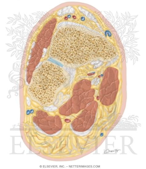 Cross Section of the Ankle and Foot: Coronal View